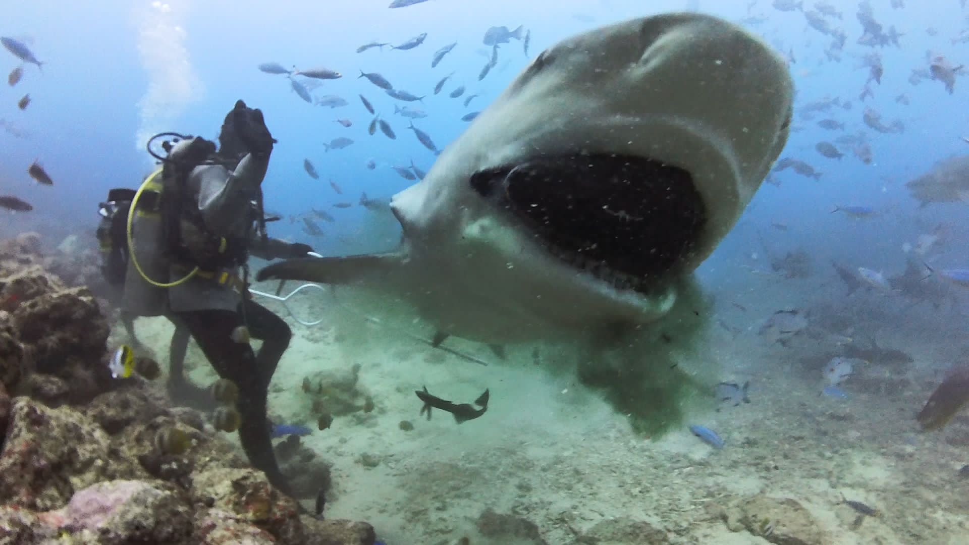 Dive into Paradise: The Best Scuba Diving Locations in the South ...