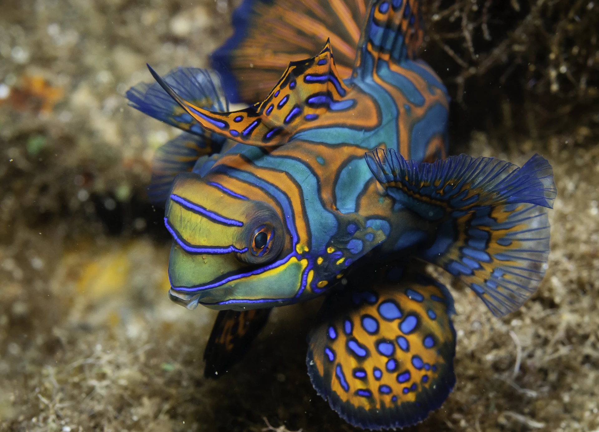The Fascinating Mandarinfish: Where to Find this Vibrant Marine Beauty ...