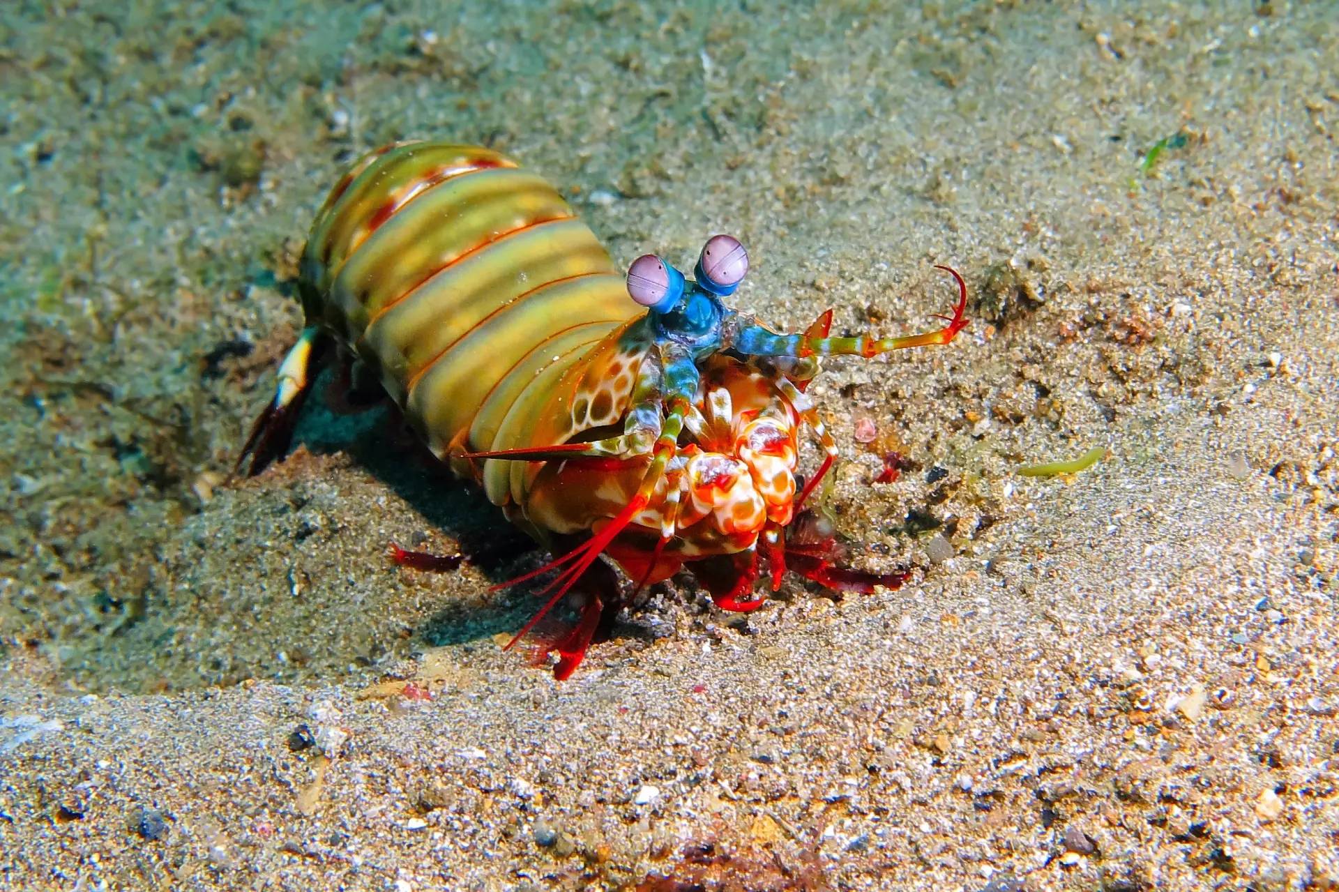 The Peacock Mantis Shrimp: The Ocean’s Most Colorful Predator – Planet ...